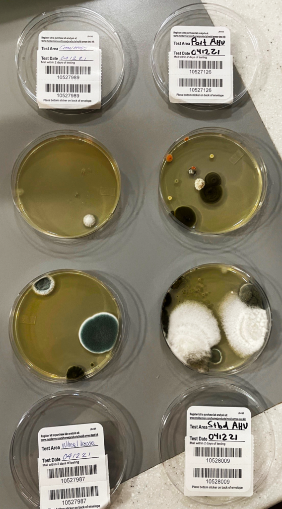 How to get rid of mold spores in the air and on surfaces